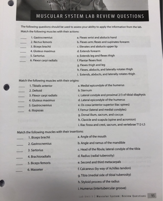 Solved MUSCULAR SYSTEM LAB REVIEW QUESTIONS The following | Chegg.com