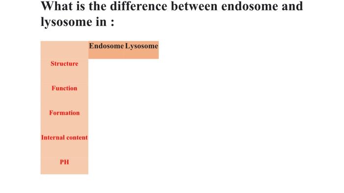 Solved What is the difference between endosome and lysosome | Chegg.com