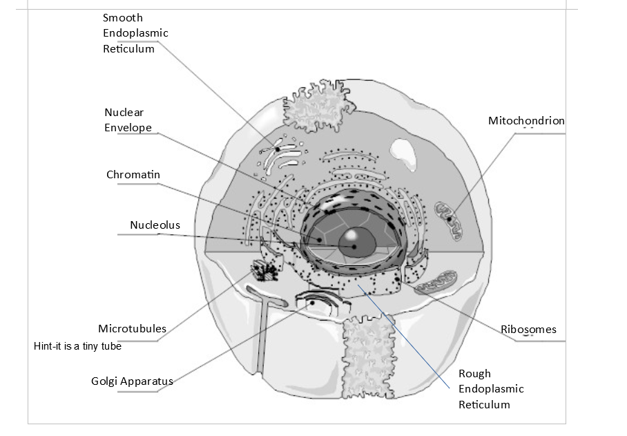 Solved I need help ensuring this is the correct labeling for | Chegg.com