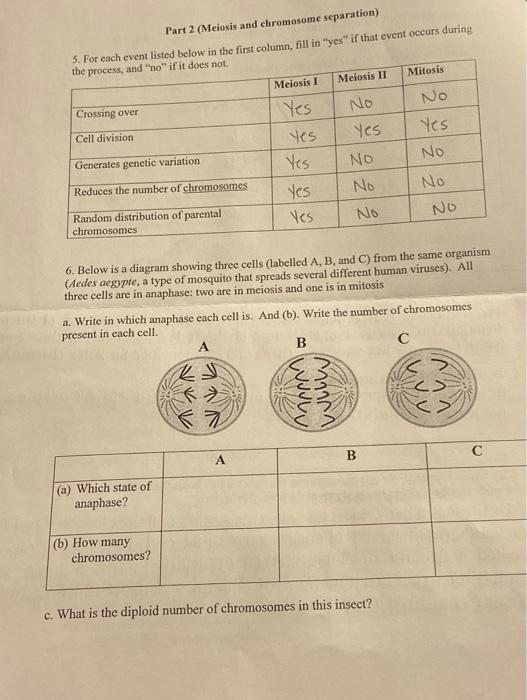Solved Part 2 (Meiosis and chromosome separation) 5. For | Chegg.com