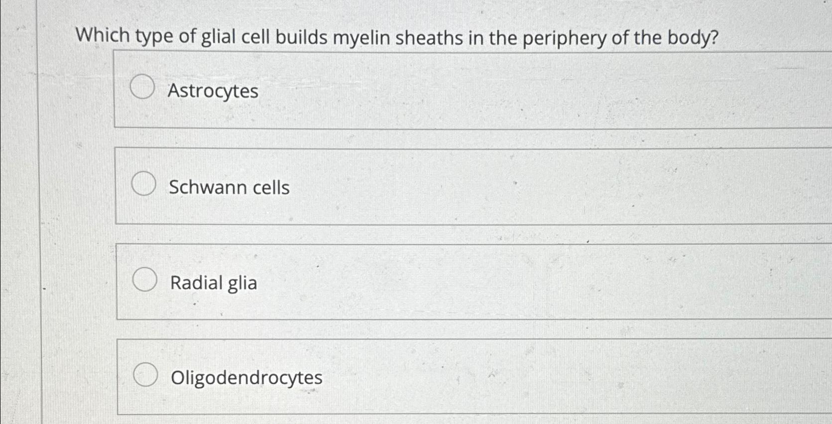 Solved Which type of glial cell builds myelin sheaths in the | Chegg.com