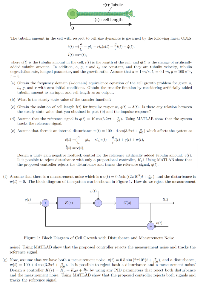 Solved The tubulin amount in the cell with respect to cell | Chegg.com