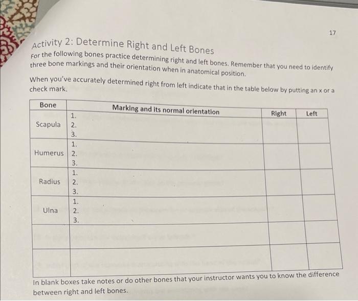 Solved 17 Activity 2: Determine Right and Left Bones for the | Chegg.com