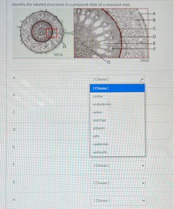 Solved Identify the labeled structures in a prepared slide | Chegg.com