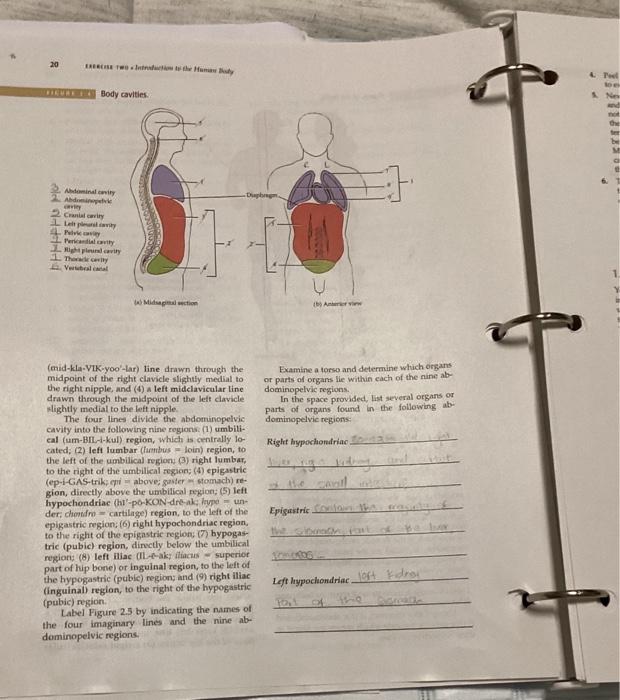 Solved Noterior view Right lambar Umbillical Left hembar | Chegg.com