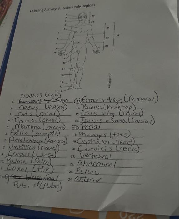 Solved Labeling Activity: Anterior Body Regions ocalus | Chegg.com