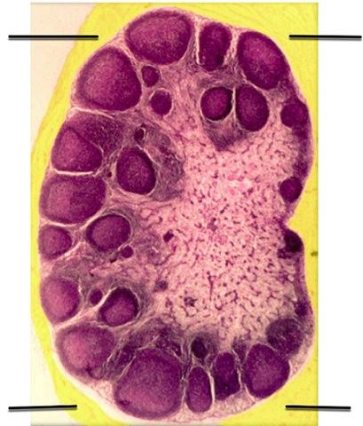 Which structure is indicated by the leader lines and | Chegg.com