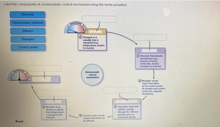 Solved Label the components of a homeostatic control | Chegg.com