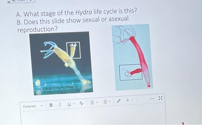 Solved A. What stage of the Hydra life cycle is this? B. | Chegg.com
