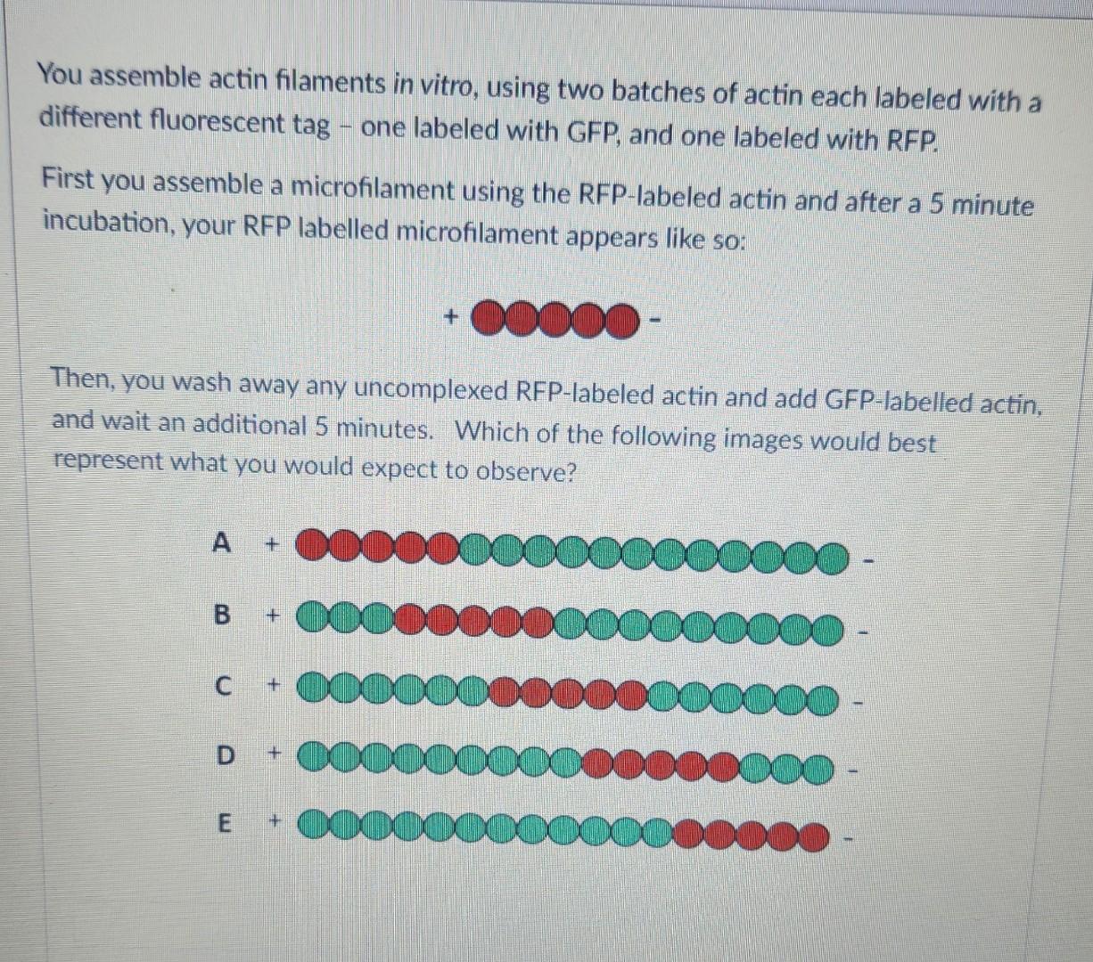 Solved You assemble actin filaments in vitro, using two | Chegg.com