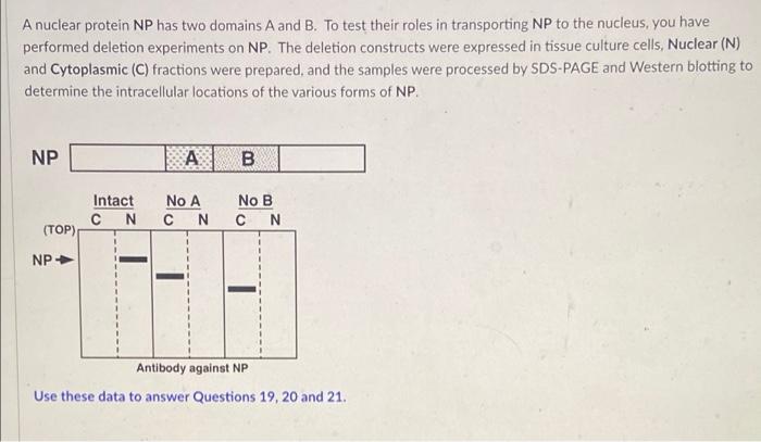 Solved A nuclear protein NP has two domains A and B. To test | Chegg.com