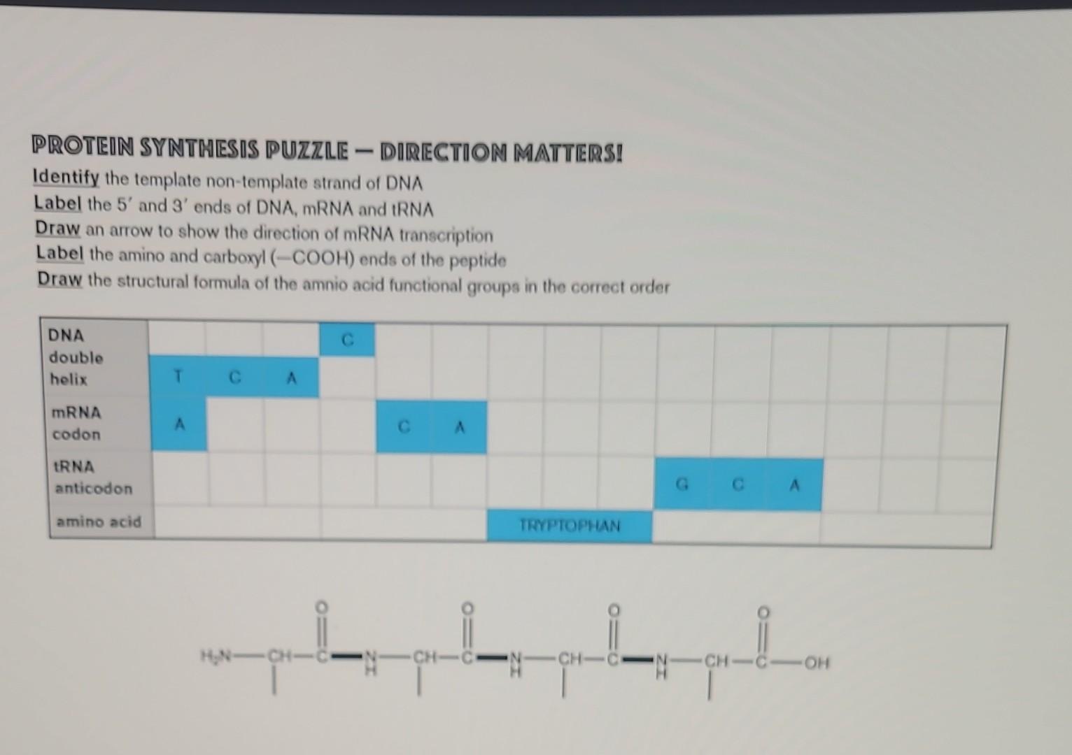 Solved PROTEIN SYNTMESIS PUZZLE － DIRECTION MATTERRS! | Chegg.com