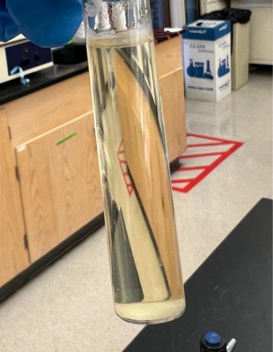 Solved What bacteria is this? It fermented in MSA plate, | Chegg.com