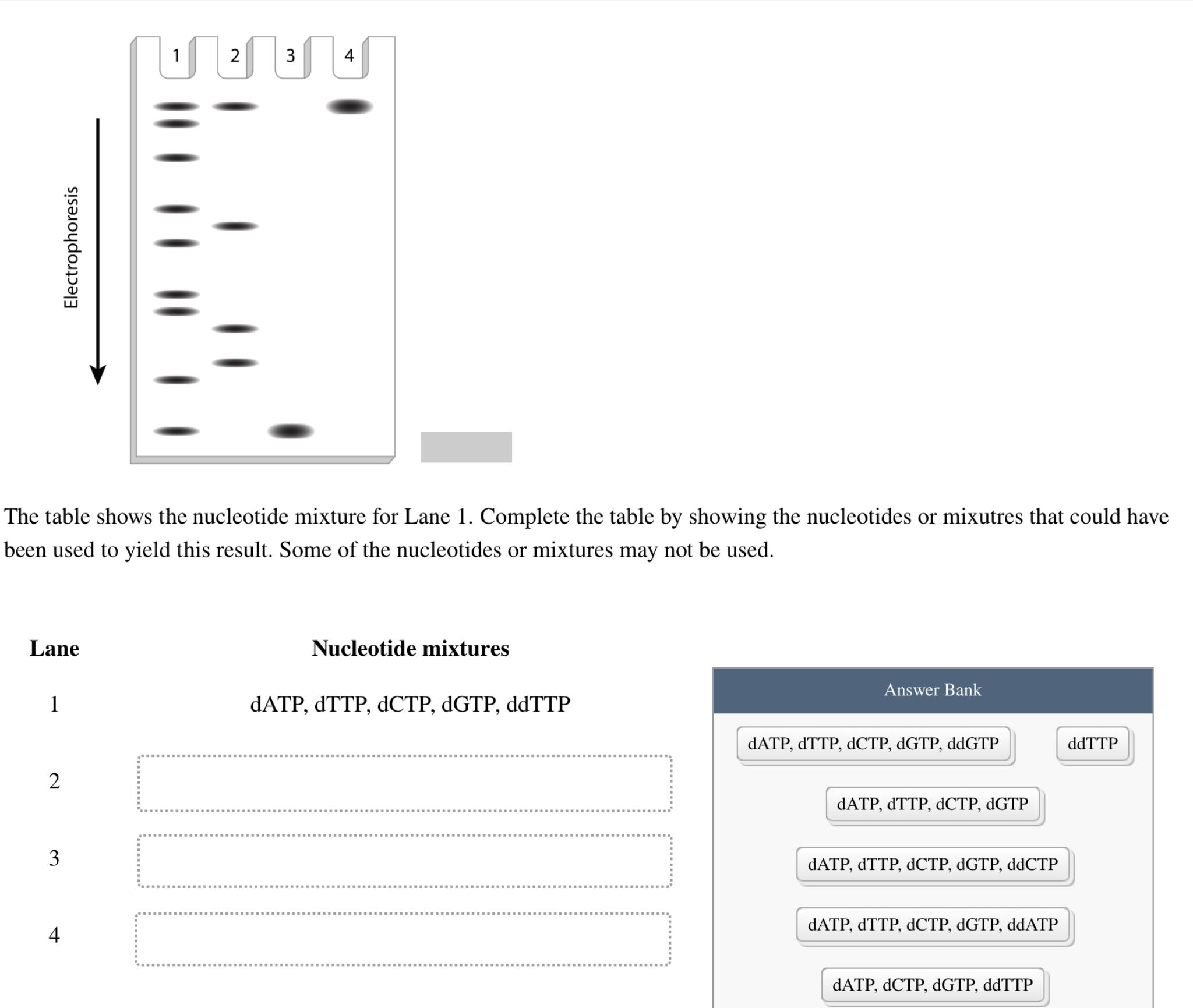 Solved The table shows the nucleotide mixture for Lane 1. | Chegg.com