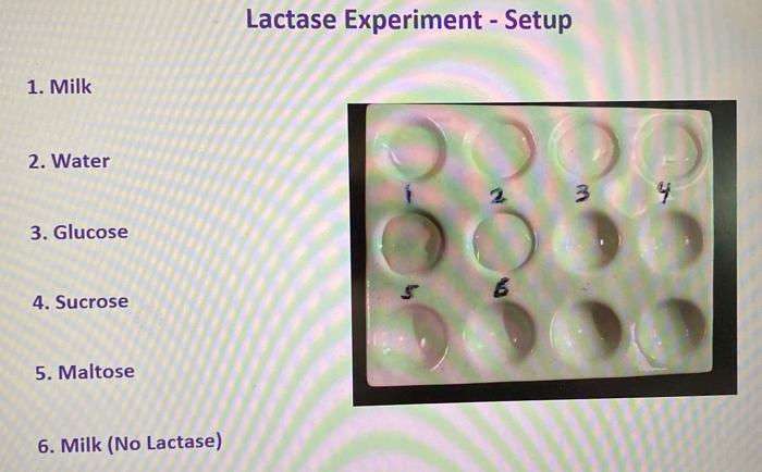 Solved Lactase Experiment This experiment we will test the | Chegg.com