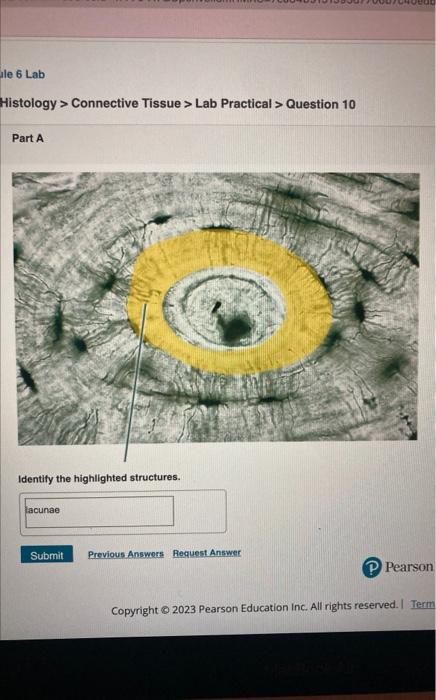 Solved Identify the highlighted structures. | Chegg.com