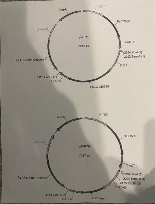 Solved 1. (4 pts) From the plasmid maps provided for pWR10, | Chegg.com