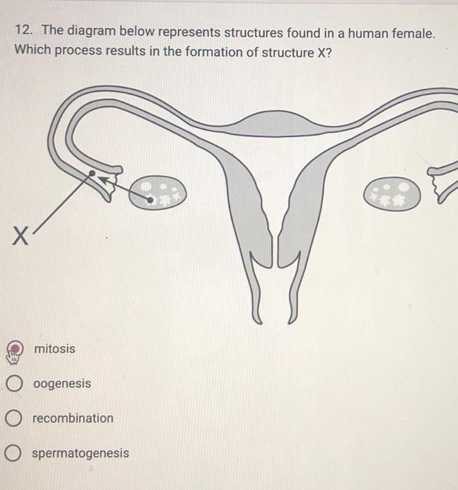 Solved 12. The diagram below represents structures found in | Chegg.com