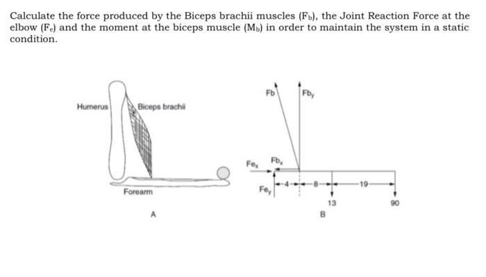 Solved Calculate the force produced by the Biceps brachii | Chegg.com