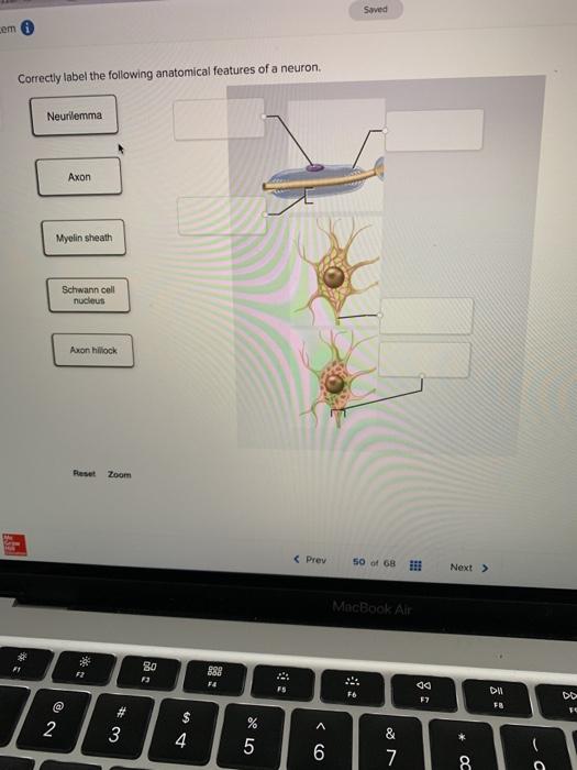 Solved Saved cem Correctly label the following anatomical | Chegg.com