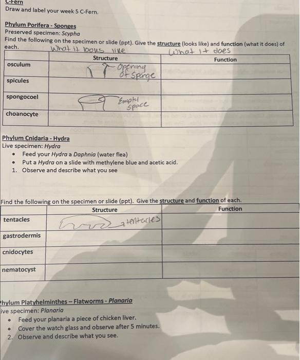 Phylum Porifera - Sponges Preserved specimen: Scypha | Chegg.com