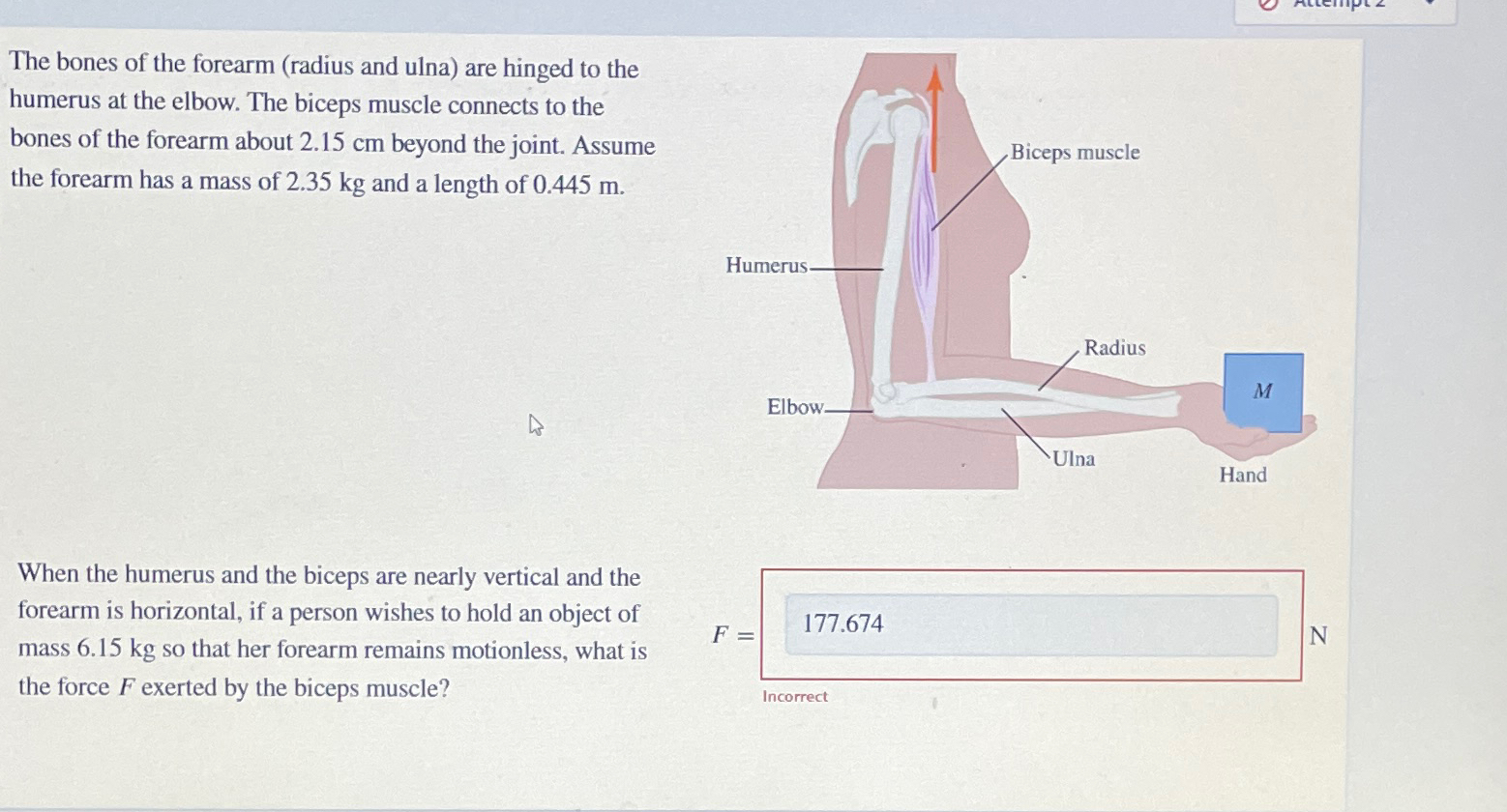 The bones of the forearm (radius and ulna) ﻿are | Chegg.com