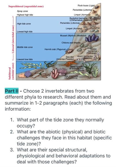 Solved Supralittoral (supratidal zone) Spray zone Highest | Chegg.com