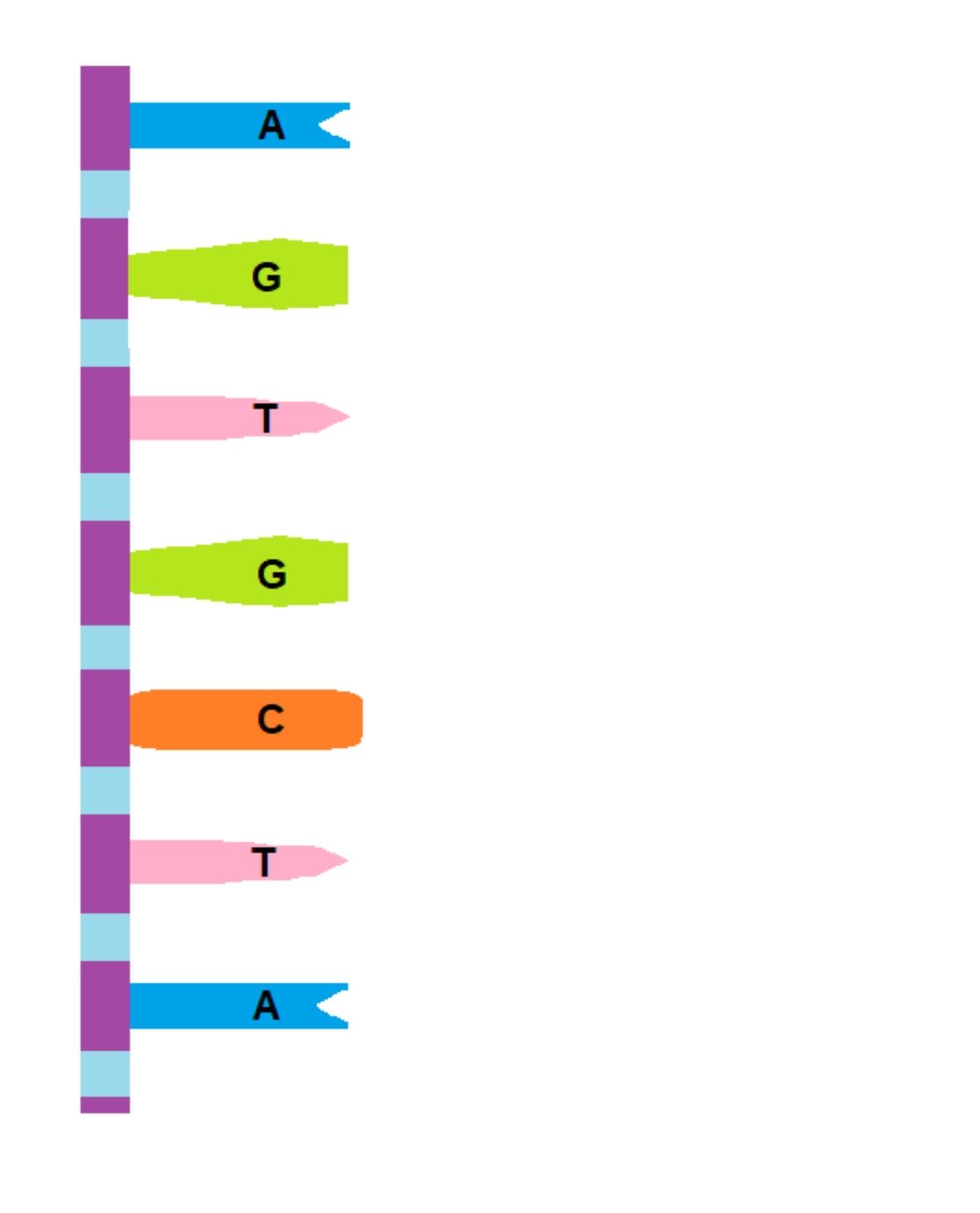 Solved Be specific; add the correct letters (A, ﻿T, ﻿C, ﻿or | Chegg.com