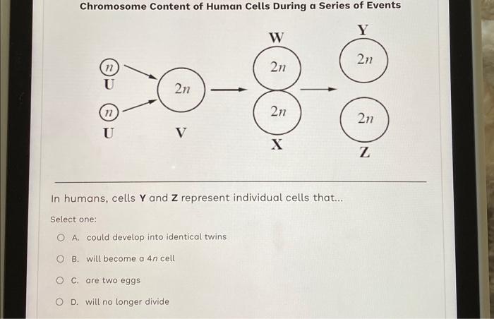 Solved Chromosome Content of Human Cells During a Series of | Chegg.com