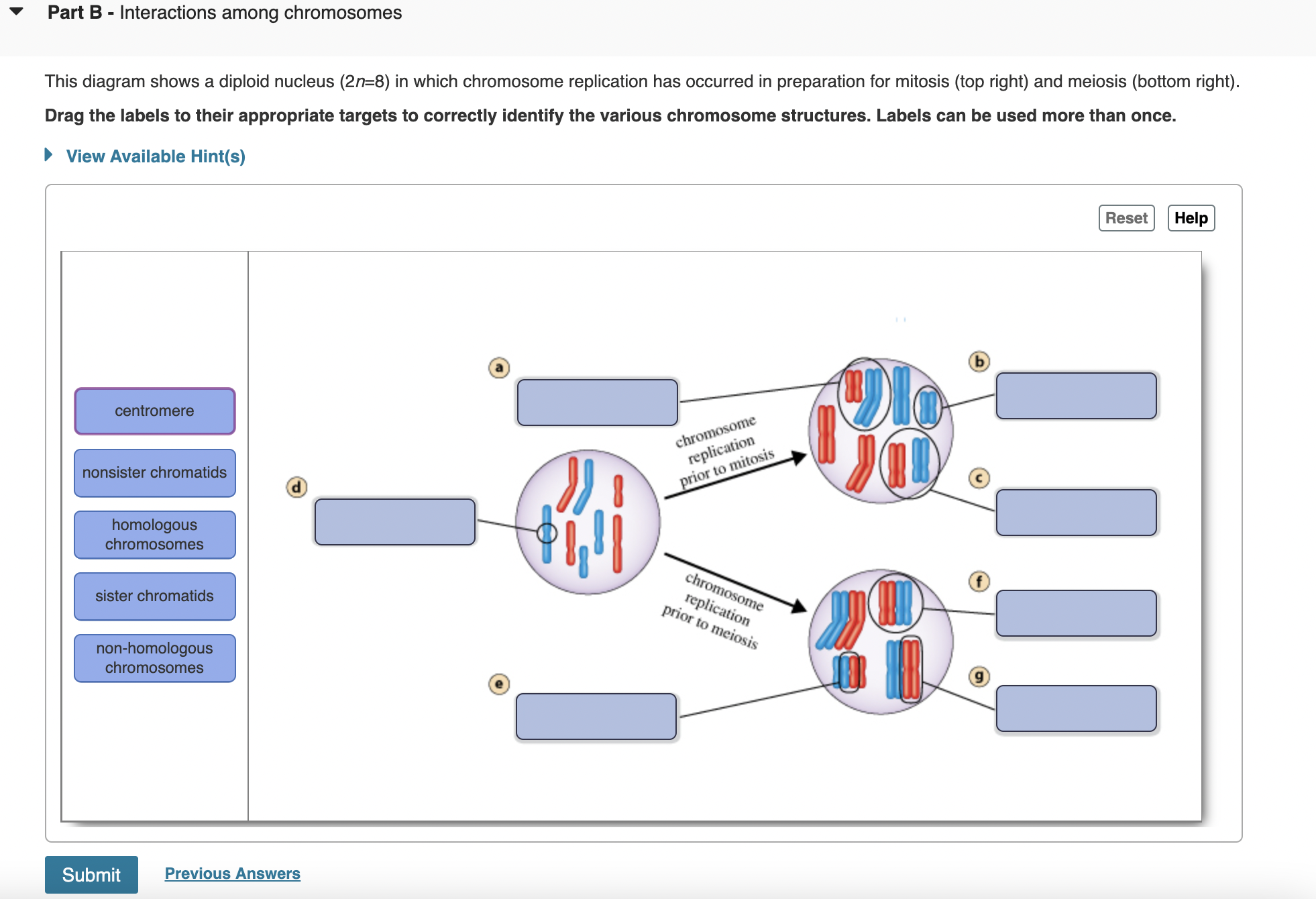 Solved This diagram shows a diploid nucleus ( 2n=8 ) ﻿in | Chegg.com