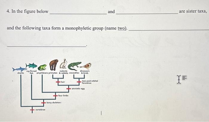 Solved 4. In the figure below and are sister taxa, and the | Chegg.com