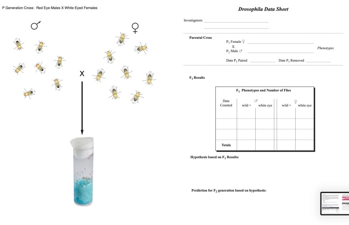 Chi-Square Analysis It is possible to evaluate your | Chegg.com