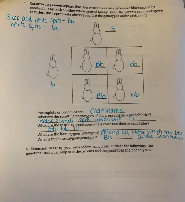 Solved 5. Construct a punnett square that demonstrates a | Chegg.com