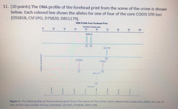 Solved 10. (10 points) An electropherogram from an | Chegg.com