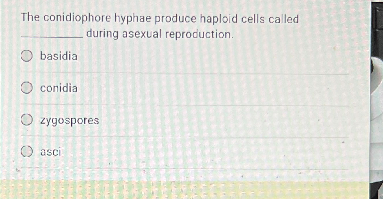 Solved The conidiophore hyphae produce haploid cells called | Chegg.com