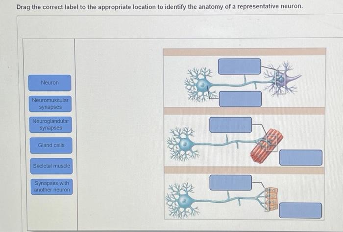 Solved Drag the correct label to the appropriate location to | Chegg.com