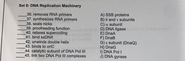 Solved Set 8: DNA Replication Machinery 36. removes RNA | Chegg.com