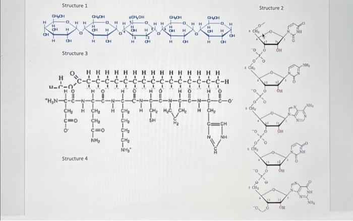 Solved What type of macromolecule for each structure? Answer | Chegg.com