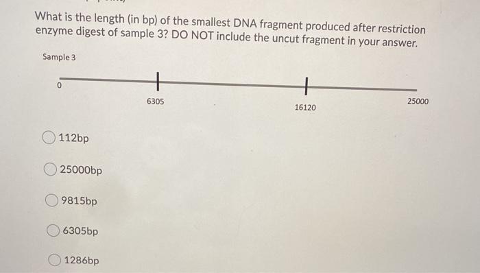 Solved What is the length (in bp) of the smallest DNA | Chegg.com