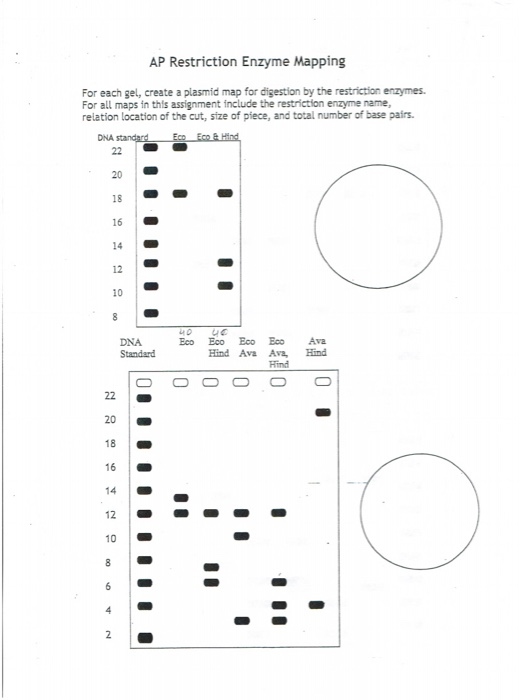 Solved AP Restriction Enzyme Mapping For each gel, create a | Chegg.com
