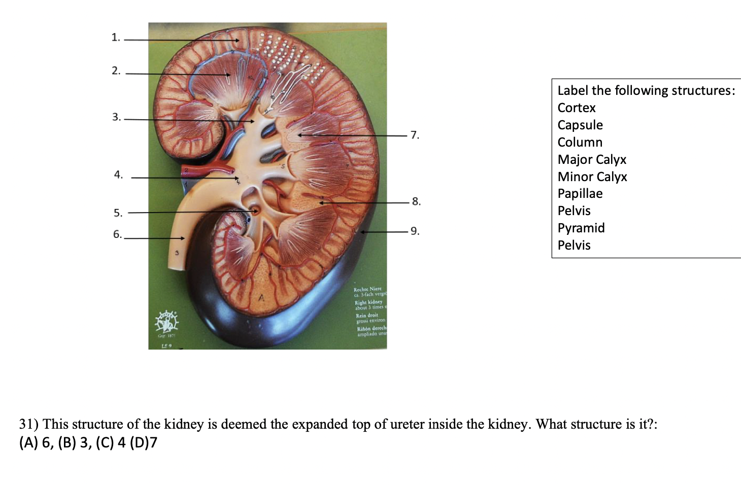 Solved Label the following | Chegg.com