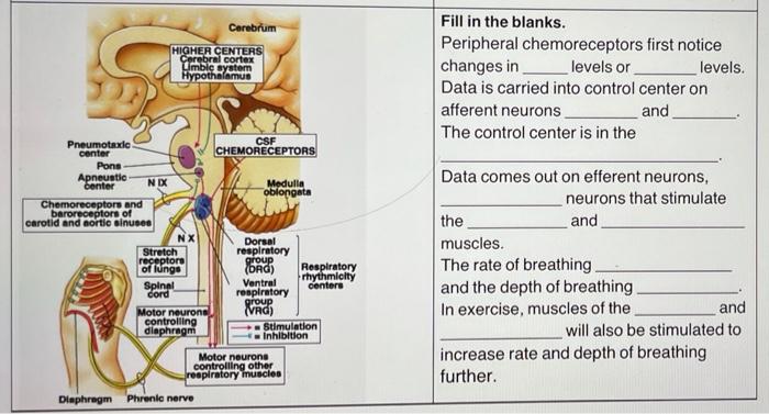 Solved Carebrum HIGHER CENTERS Cerebral cortex Umbic system | Chegg.com