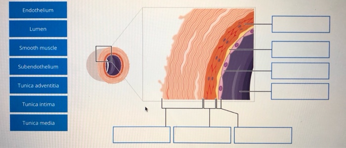 Solved Endothelium Lumen Smooth muscle Subendothelium Tunica | Chegg.com