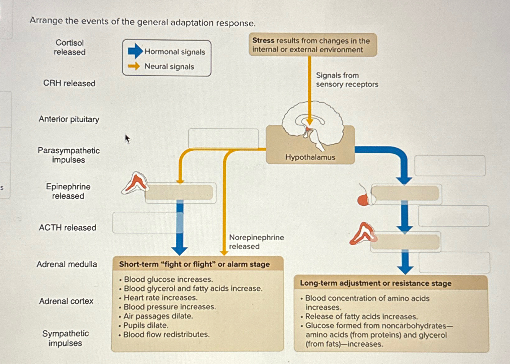 Solved Arrange the events of the general adaptation | Chegg.com