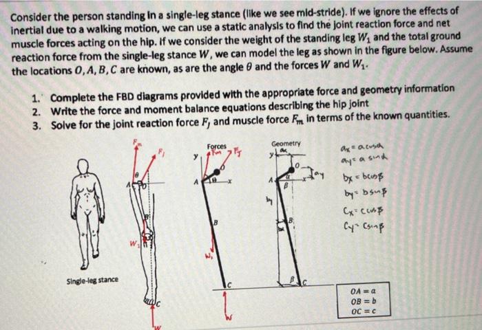 Solved Consider the person standing in a single-leg stance | Chegg.com