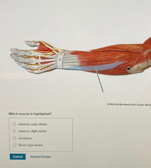 Solved (TVA 16 Life-Size Muscle Torso, 27.part. 10 Sie Which | Chegg.com