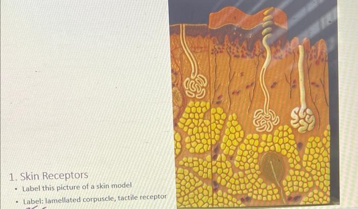 Solved 1. Skin Receptors Label this picture of a skin model | Chegg.com