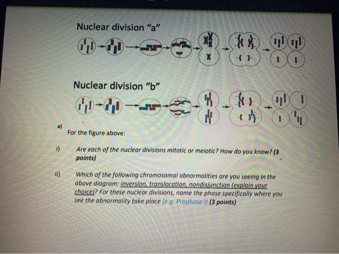 Solved Nuclear division "a" 00 Nuclear division "b" 94 n! 1 | Chegg.com