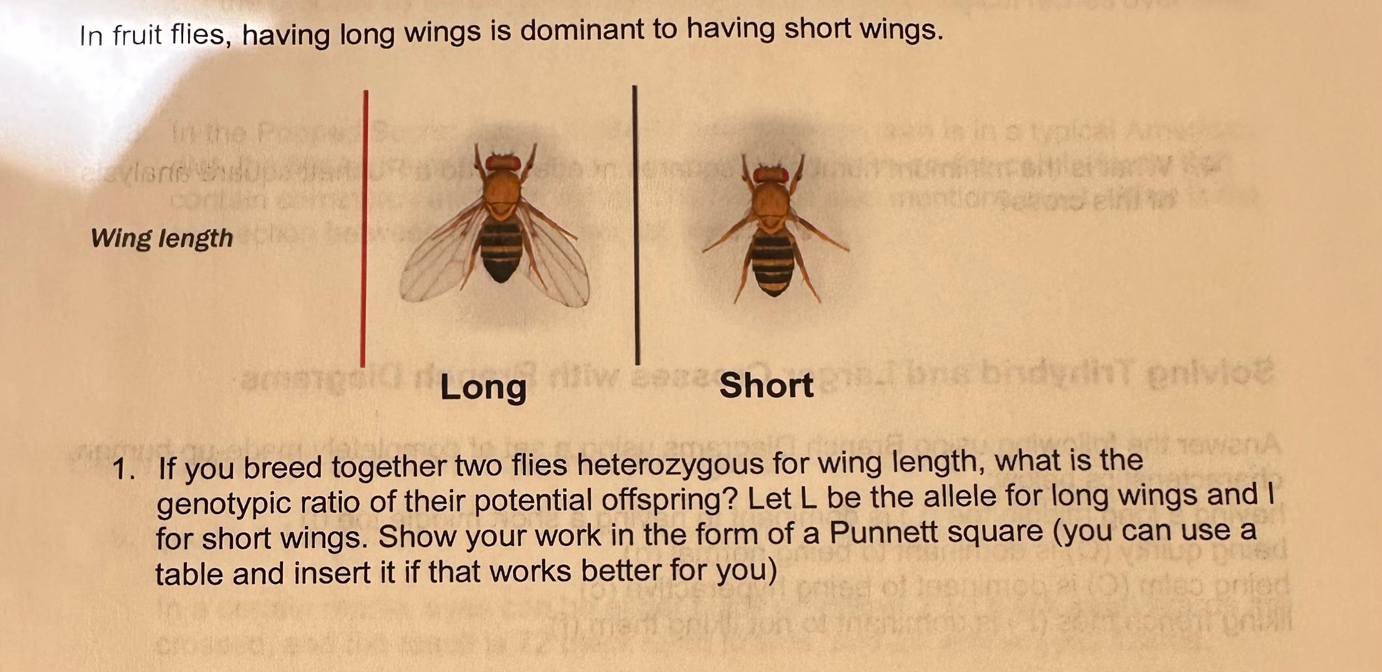 Solved In fruit flies, having long wings is dominant to | Chegg.com