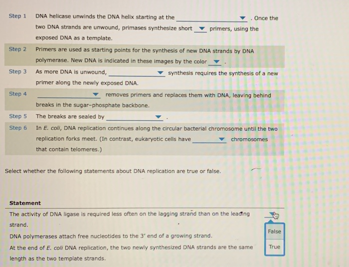 Solved Step 1 Step 2 Step 3 DNA helicase unwinds the DNA | Chegg.com